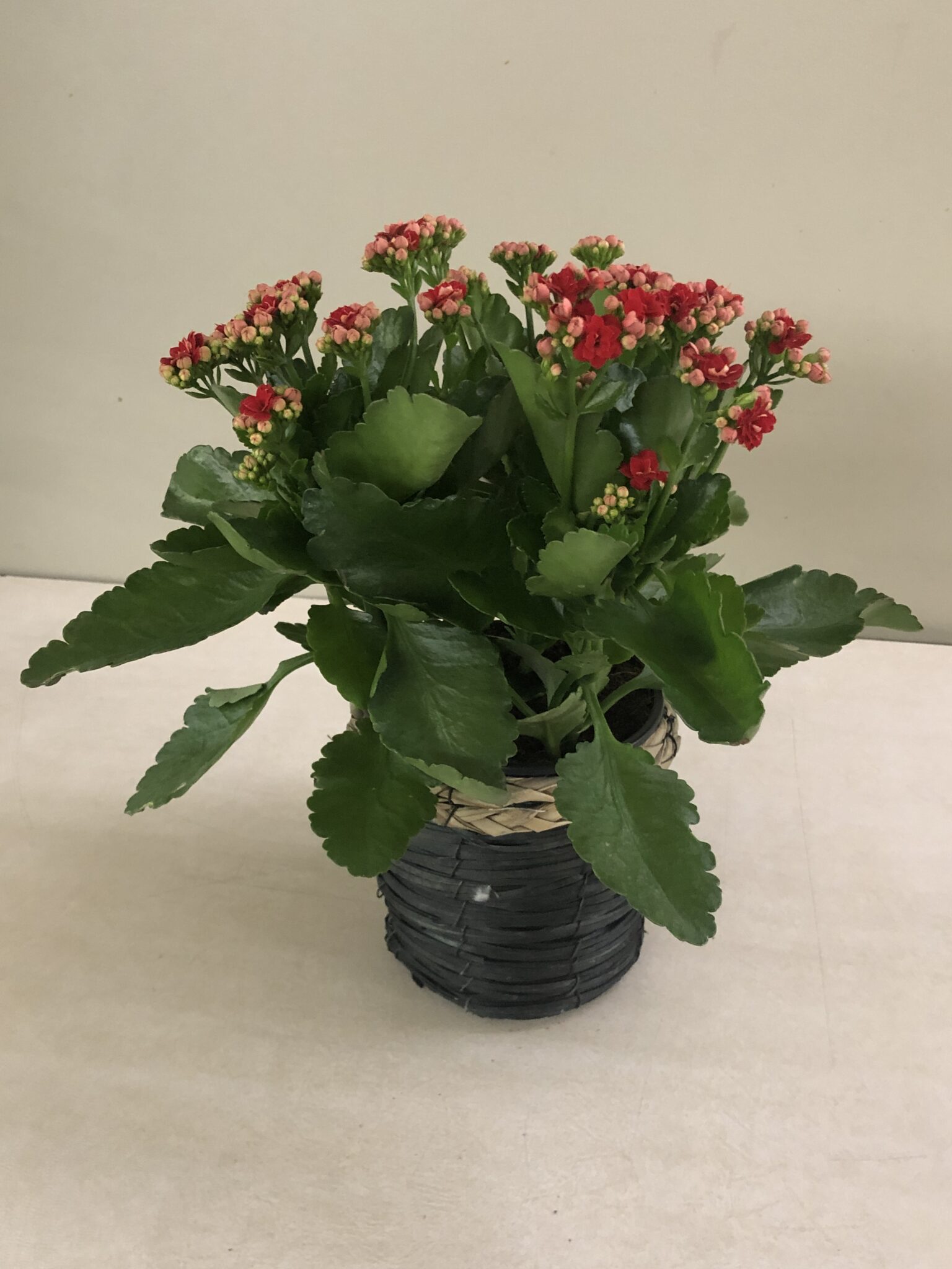 Plante verte au choix du fleuriste - Boutique cadeau Uni-fleur de ...